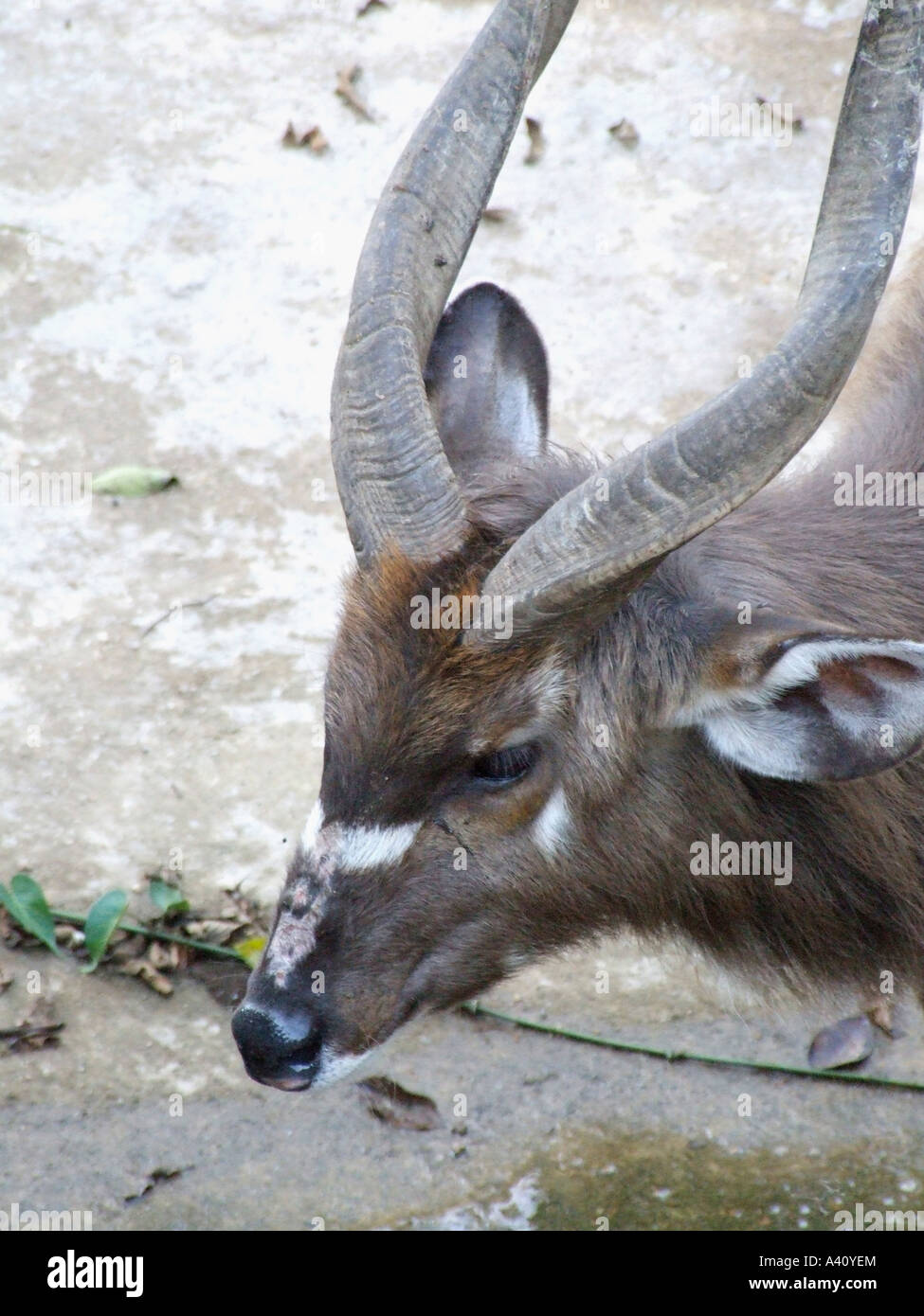 Head of a male sitatunga Stock Photo - Alamy