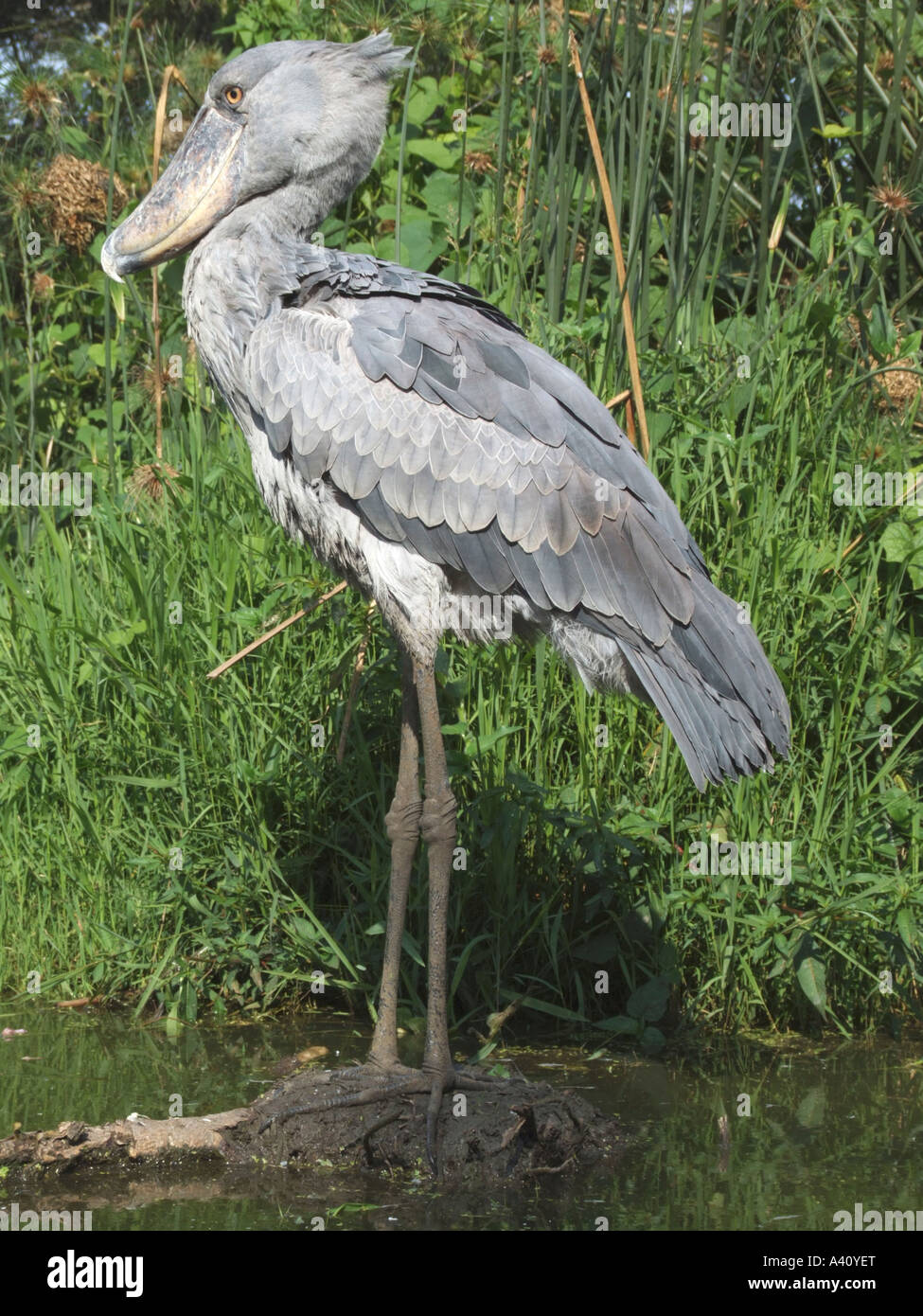 Full view of a shoebill stork Stock Photo - Alamy