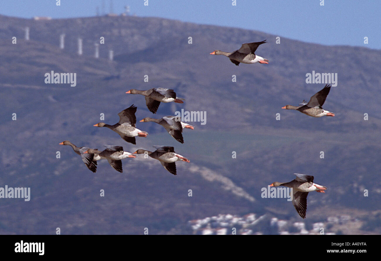 Greylag goose anser zoology hi-res stock photography and images - Alamy