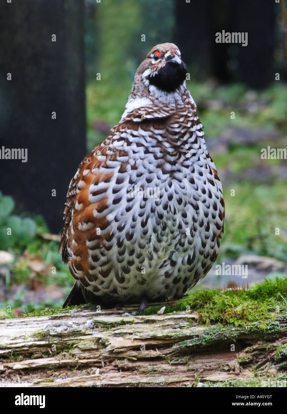 Haselhuhn bonasia bonasia hazel grouse hi-res stock photography and ...