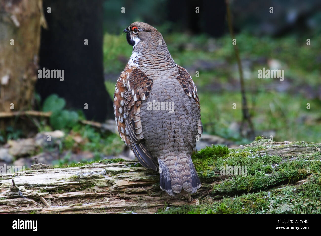 Bonasa bonasia bird hi-res stock photography and images - Alamy