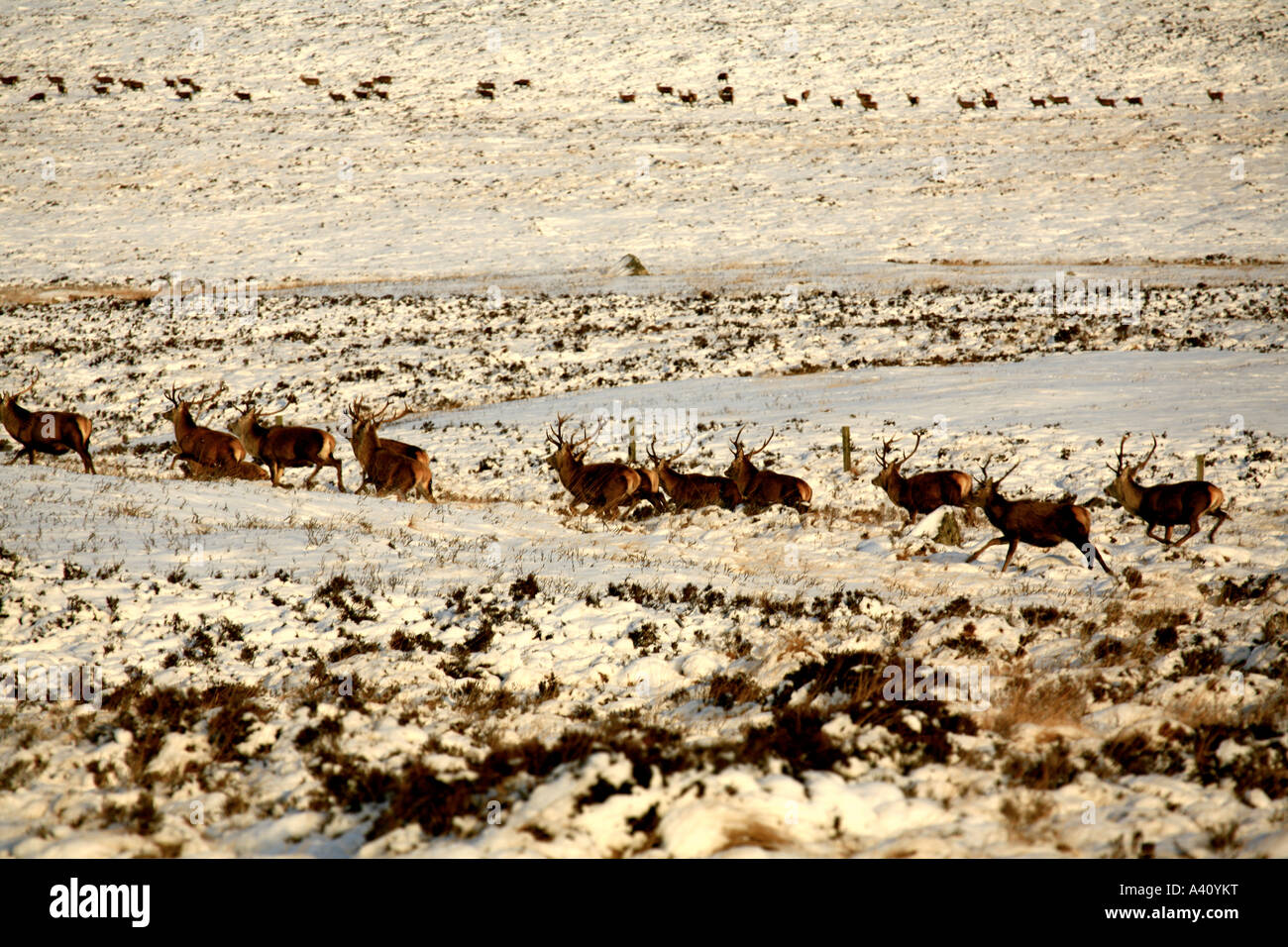 UK Scotland Highland Perthshire Red Deer Stag Herd in winter in the ...
