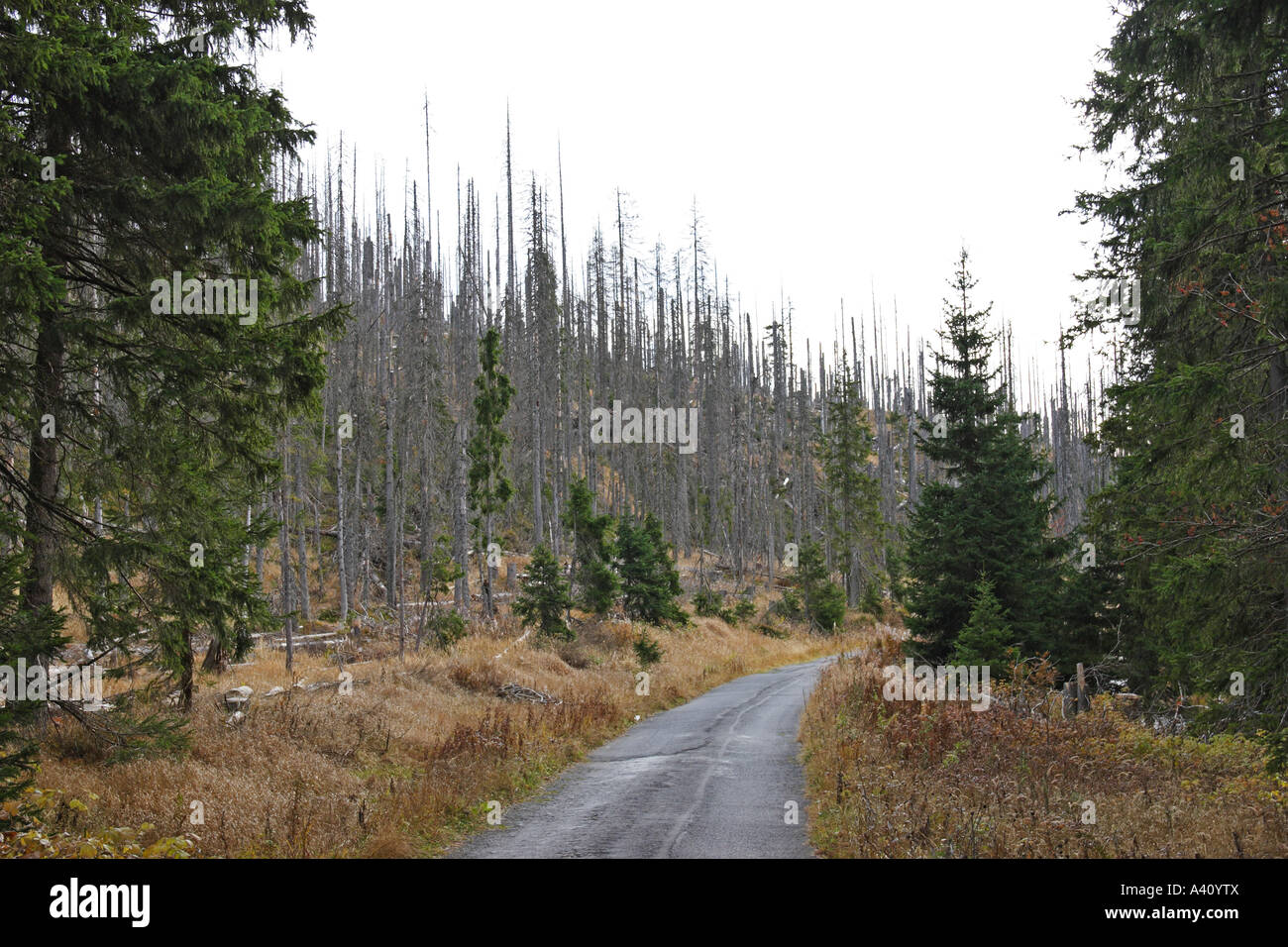Dead Trees, Dead Forest, Waldsterben Stock Photo - Alamy