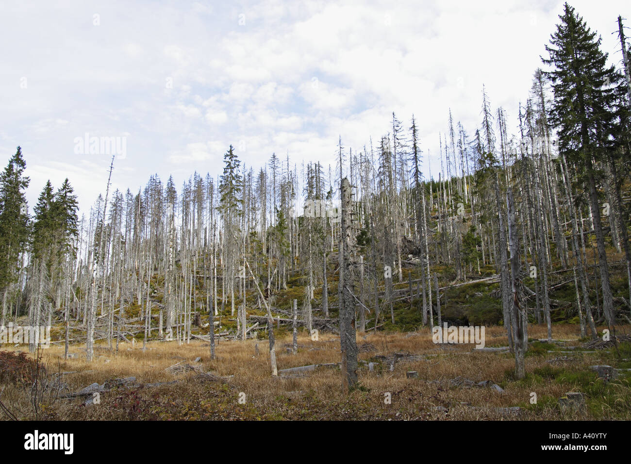 Dead Trees, Dead Forest, Waldsterben Stock Photo - Alamy