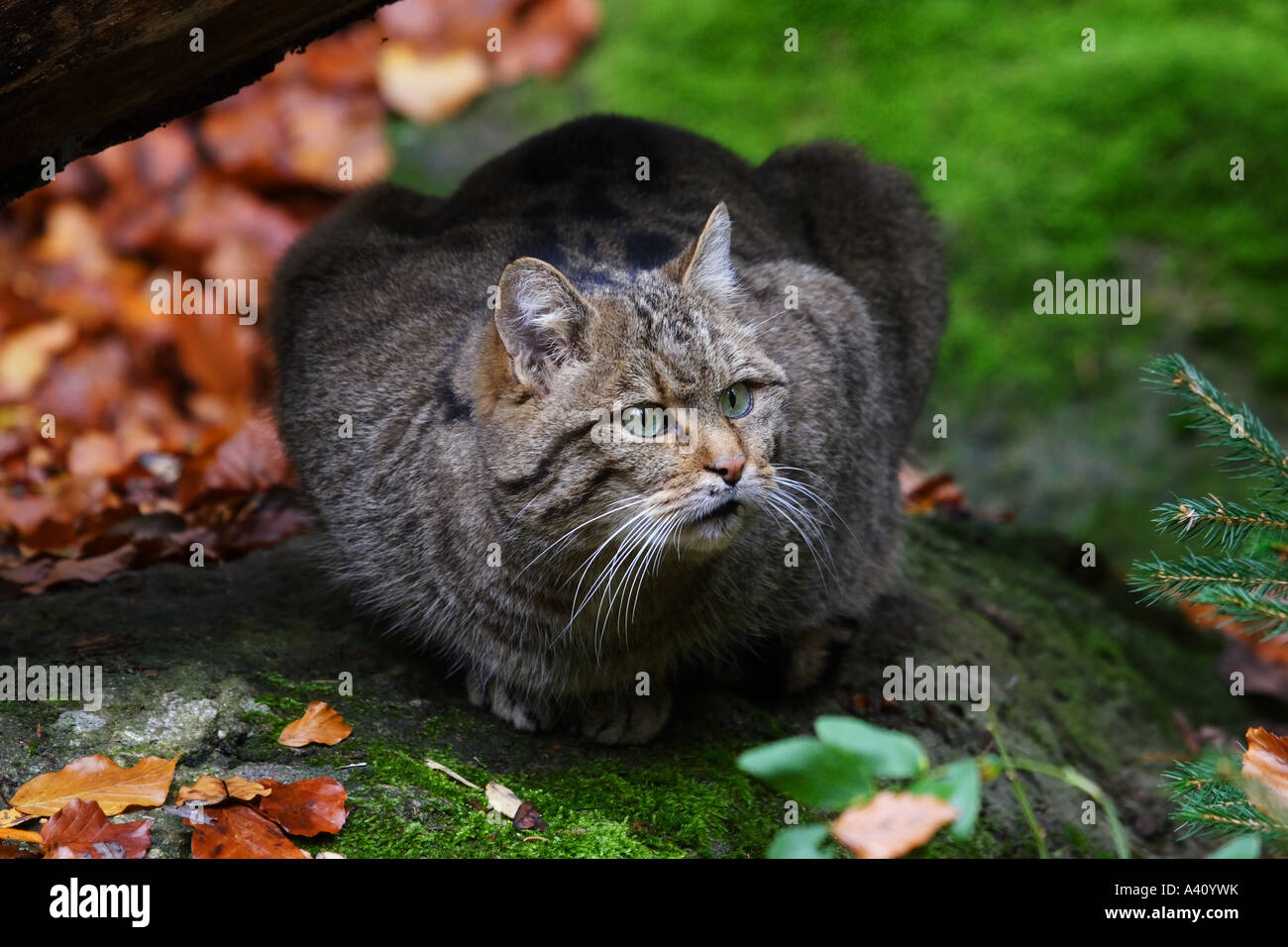 Wildkatze, Wild cat, Felis silvestris Stock Photo - Alamy