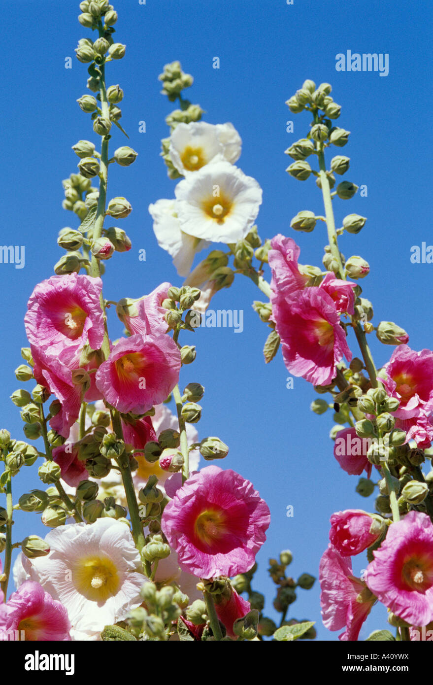 Hollyhocks Althaea rosea flowers attract insects Stock Photo - Alamy
