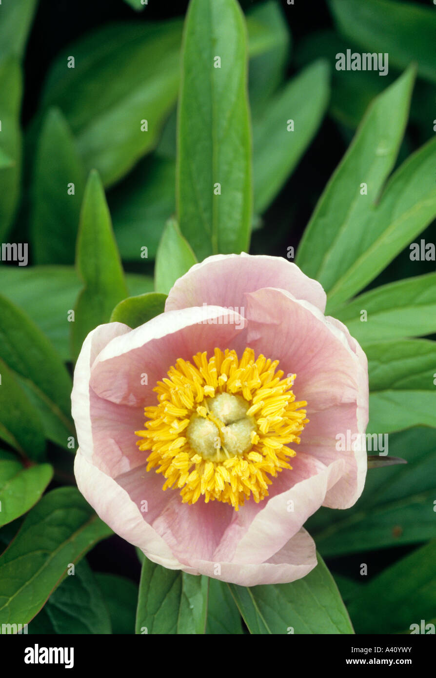 Peony Paeonia sterniana S E Tibet Stock Photo - Alamy