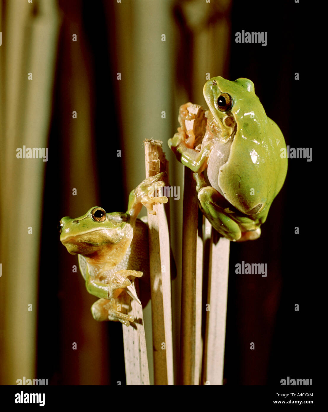 Two frogs hi-res stock photography and images - Alamy