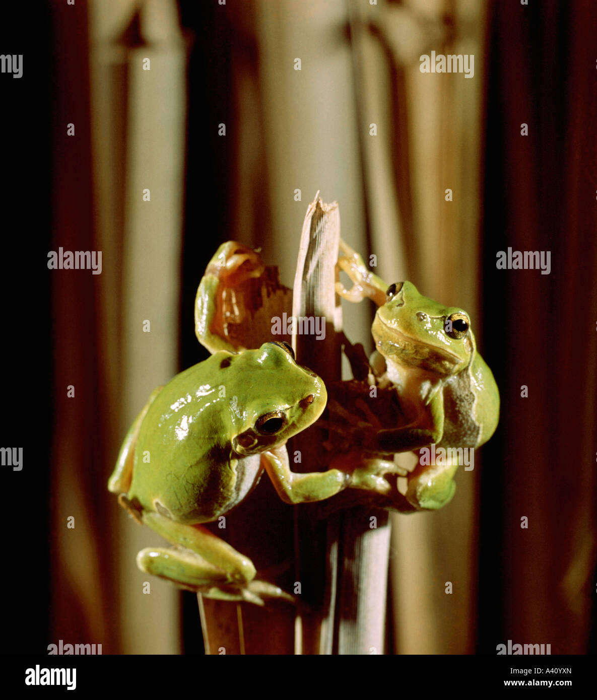 Hyla frogs hi-res stock photography and images - Alamy