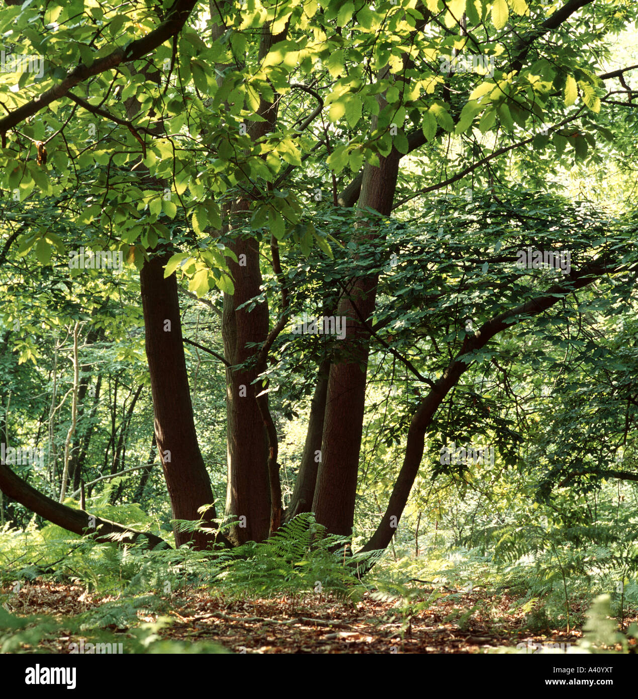 Coppiced tree hi-res stock photography and images - Alamy