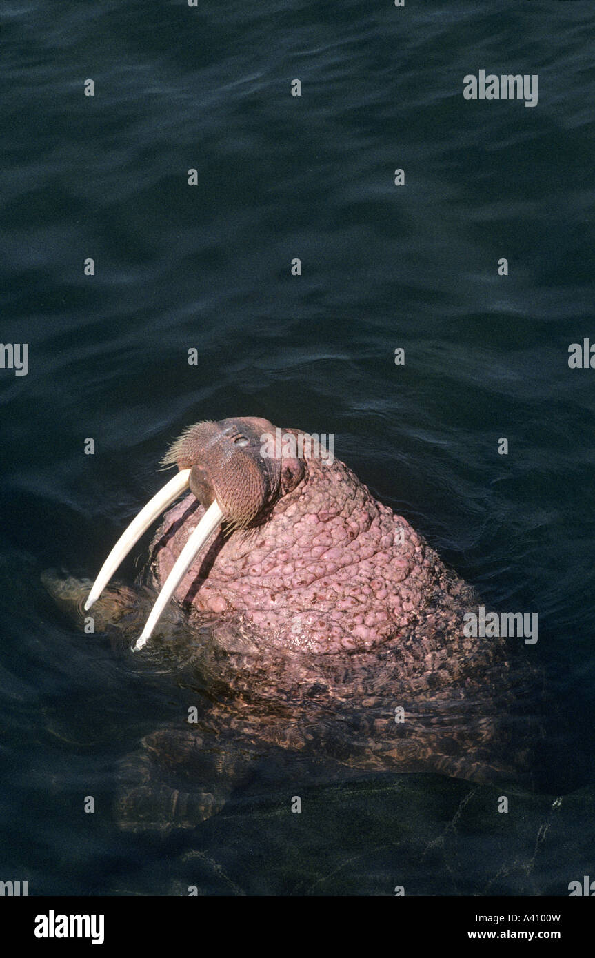 Walrus Odobenus rosmarus divergens in sea Round Island Alaska Stock ...