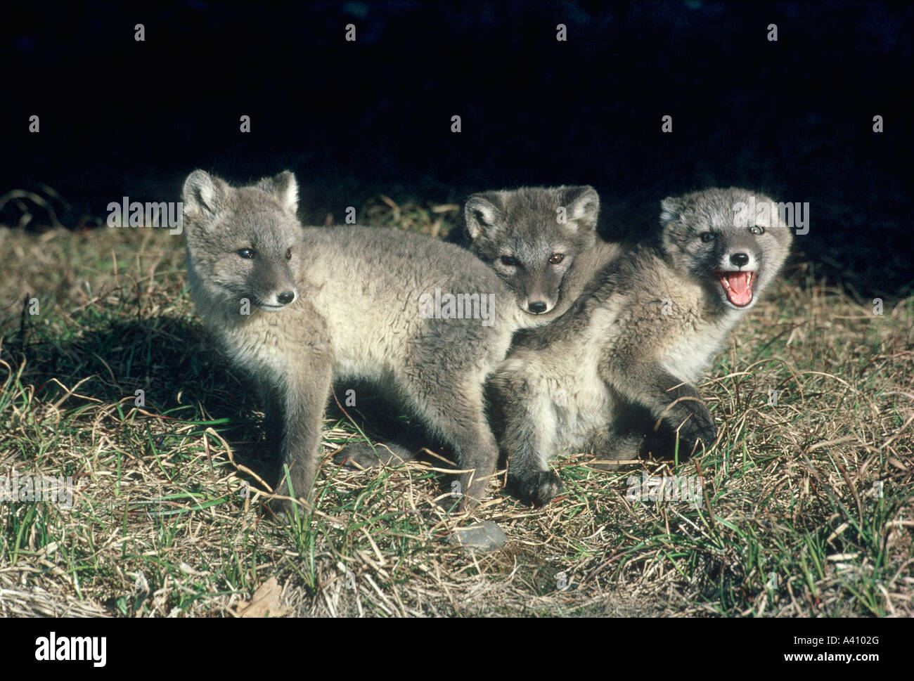 Arctic fox cubs, Alopex lagopus, Prudhoe Bay, arctic, Alaska Stock ...