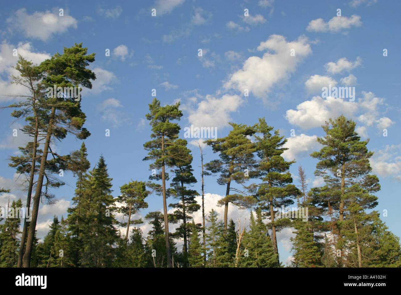 stately pine trees against bright blue summer sky Stock Photo - Alamy