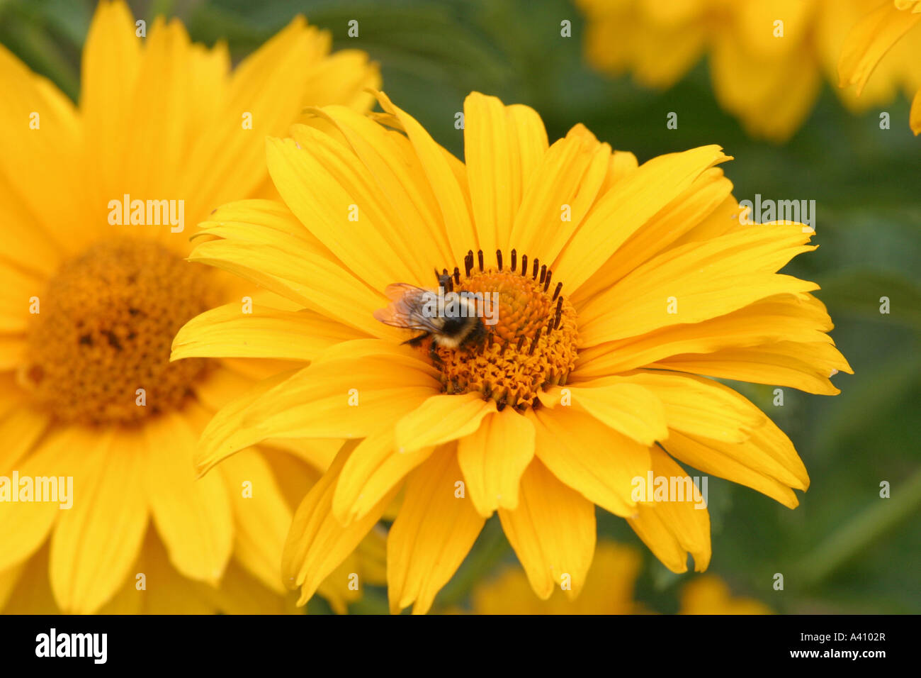yellow flower with bumblebee Stock Photo - Alamy