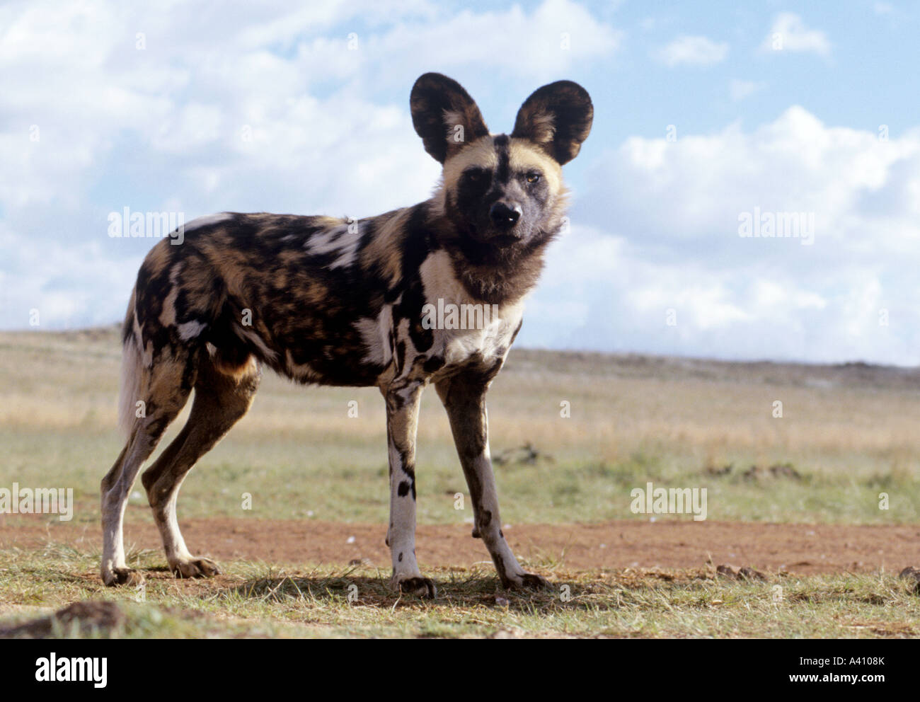 Hunting dog or painted wolf Lycaon pictus with erect mickey mouse like ...