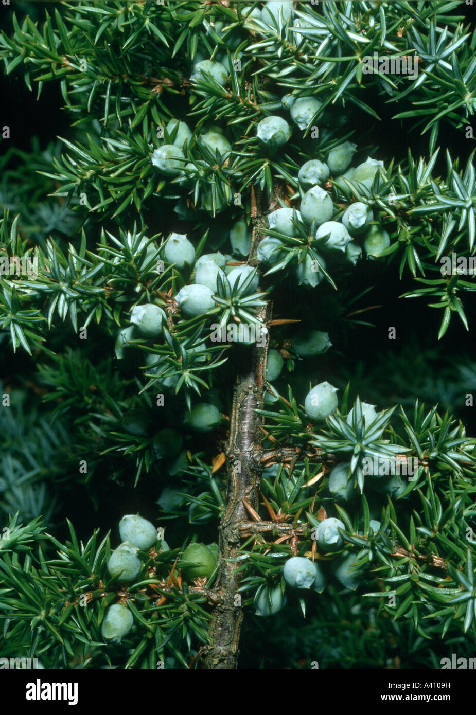 Juniper berries Juniperus communis Stock Photo - Alamy