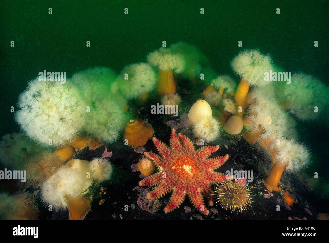 Spiny sun star and frilled anemones underwater in the St. Lawrence ...