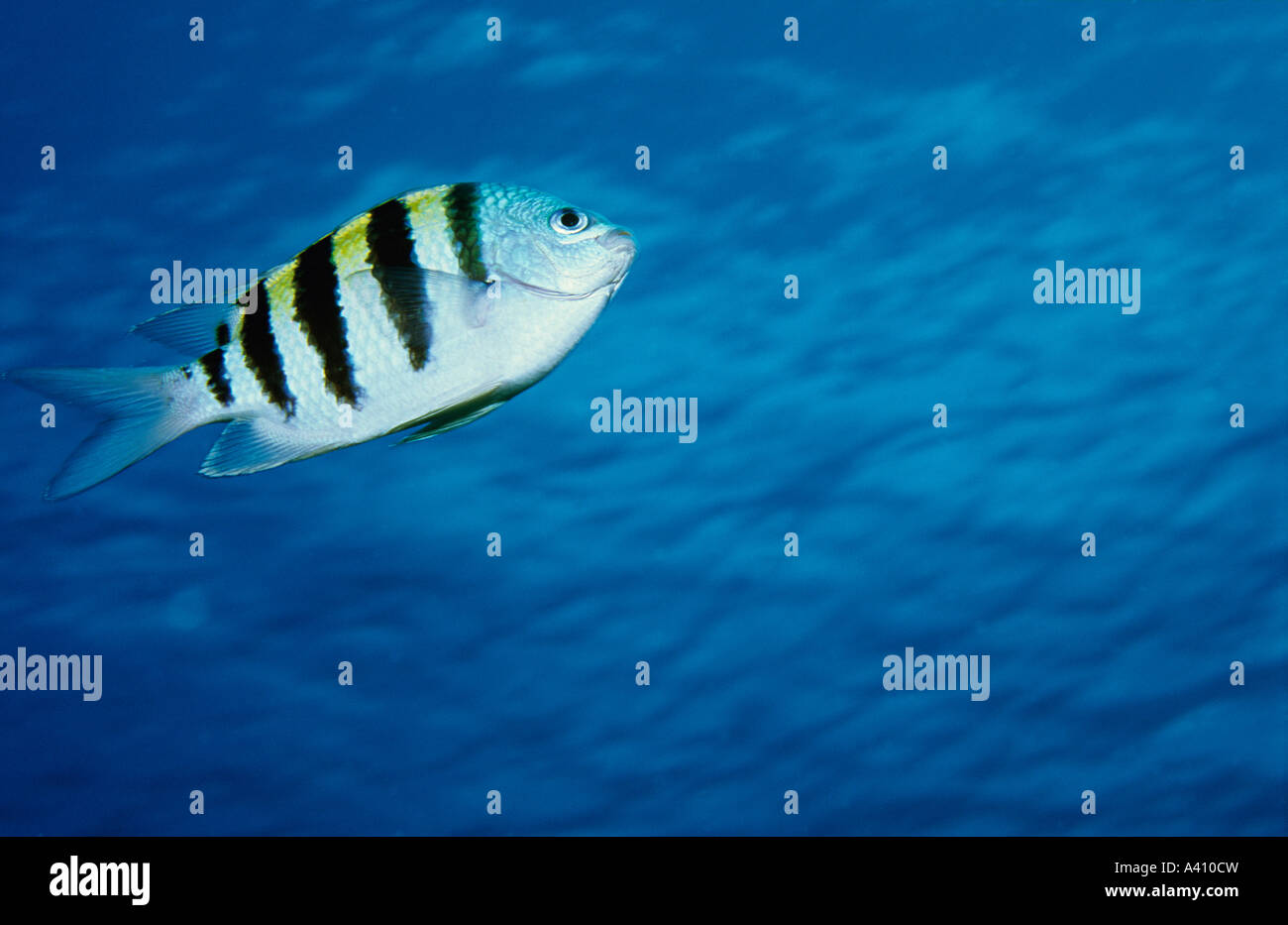 Sergeant major fish underwater in the Carribean Stock Photo - Alamy