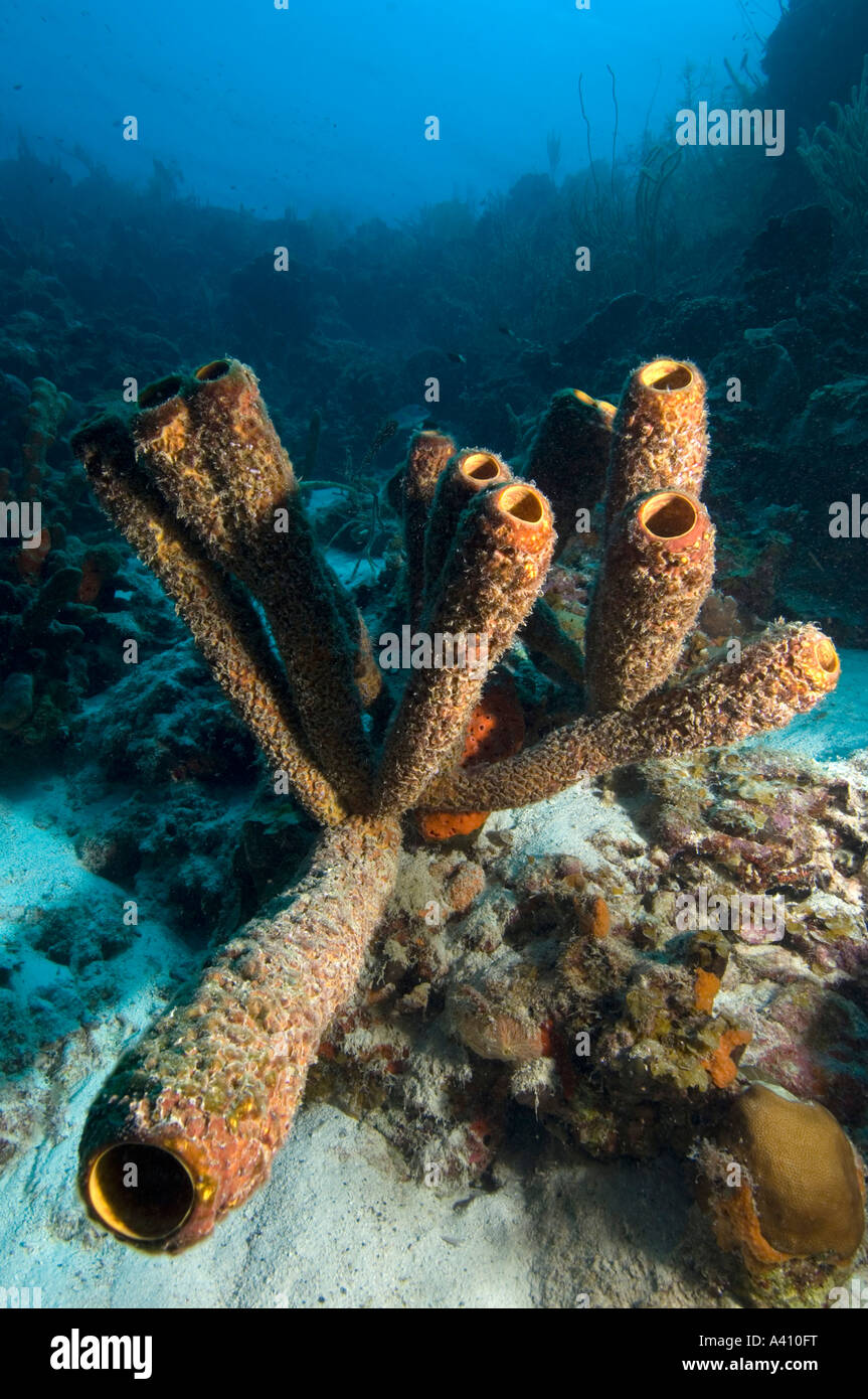 Tube sponge on coral reef at Bonaire Island in the Caribbean Stock ...