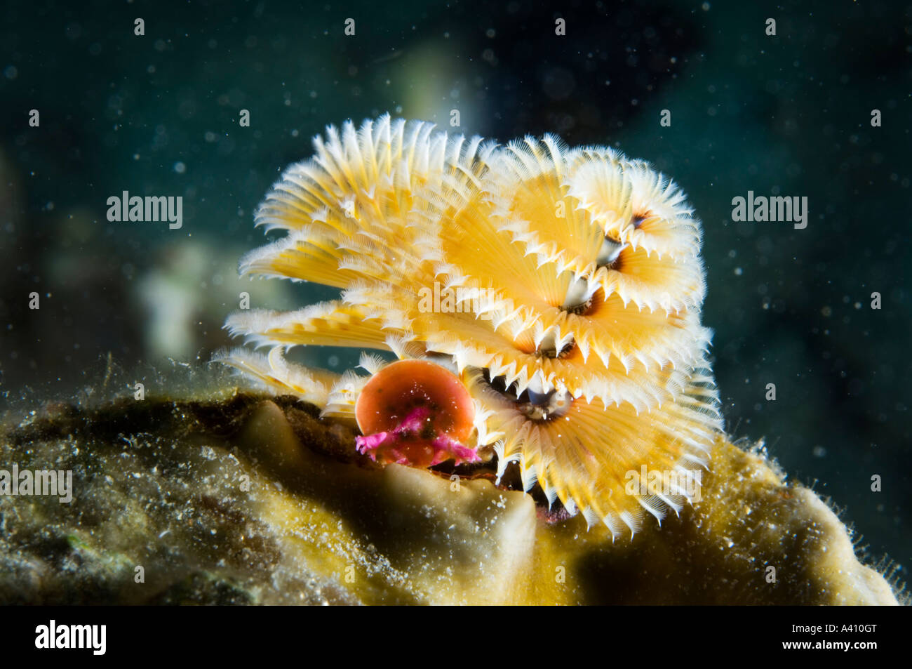 Christmas tree on coral reef at Bonaire Island in the Caribbean Stock ...