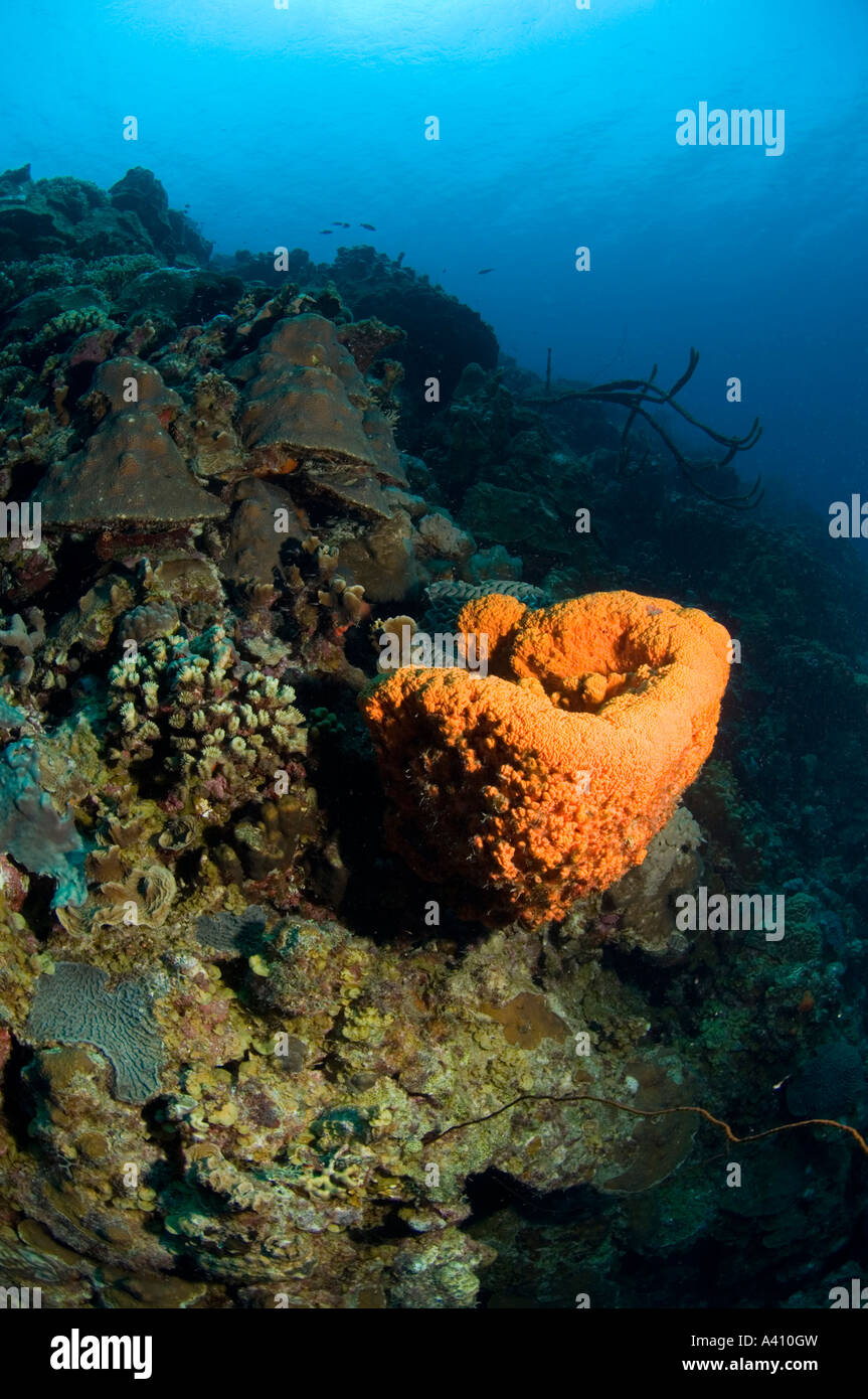Barrel sponge on coral reef at Bonaire Island in the Caribbean Stock ...