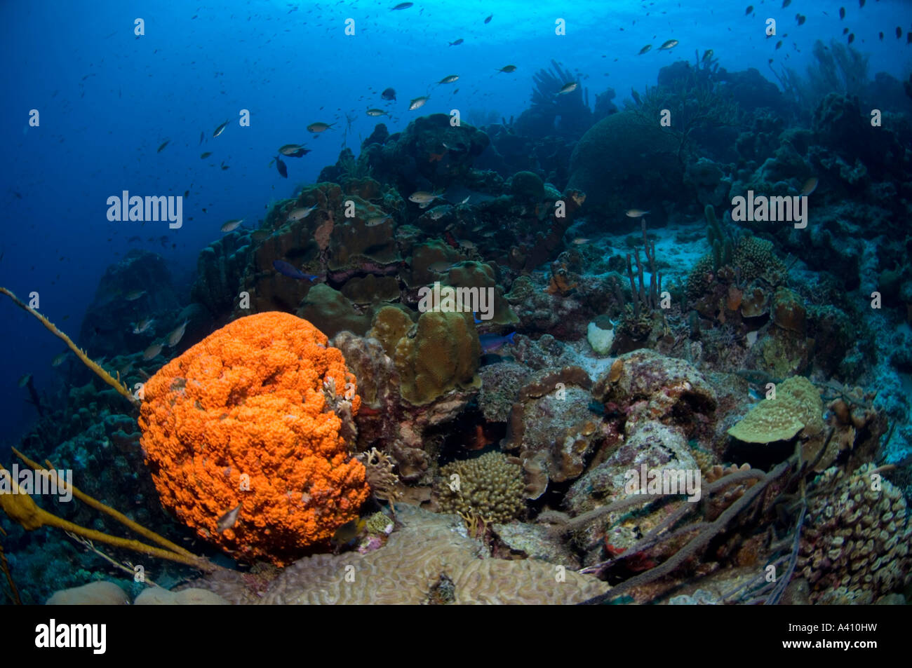 marine sponge on coral reef at Bonaire Island in the Caribbean Stock ...
