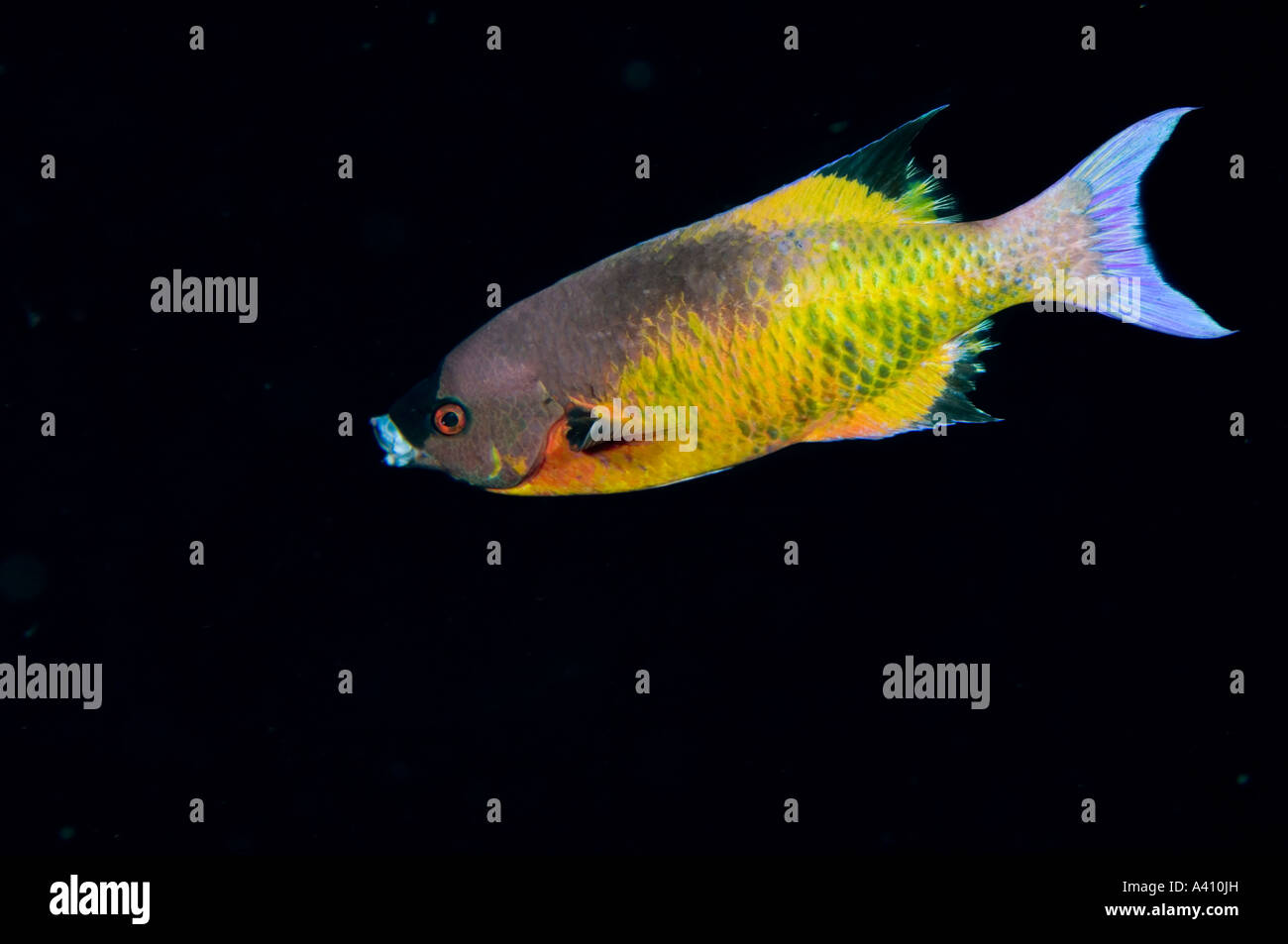 Creole wrasse on coral reef at Bonaire Island in the Caribbean Stock ...