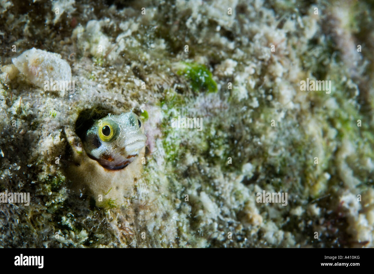 Secretary blenny on coral reef at Bonaire Island in the Caribbean Stock ...