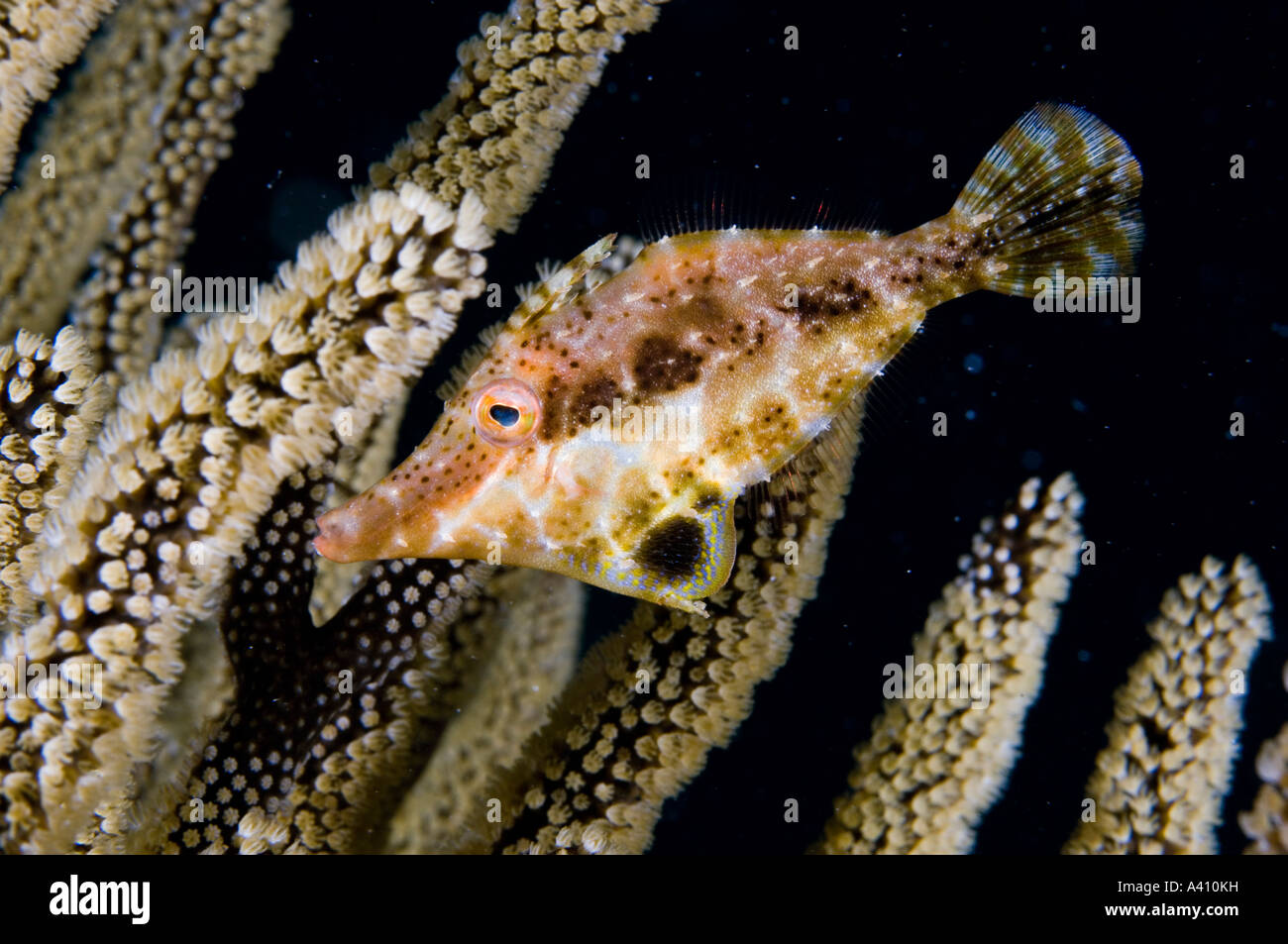 Slender filefish on coral reef at Bonaire Island in the Caribbean Stock ...