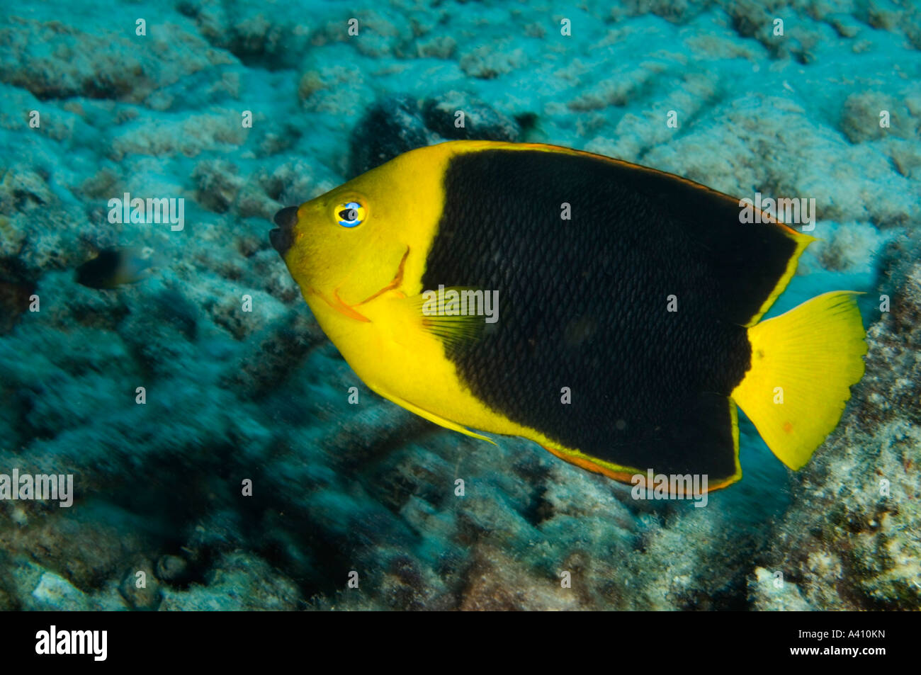 Rock beauty angelfish on coral reef at Bonaire Island in the Caribbean ...