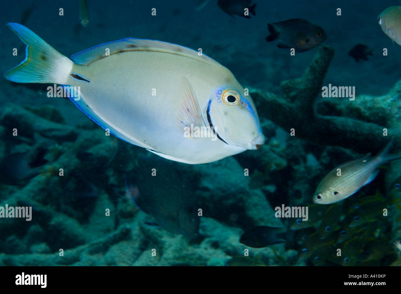 Ocean surgeonfish swimming over coral reef at Bonaire Island in the ...