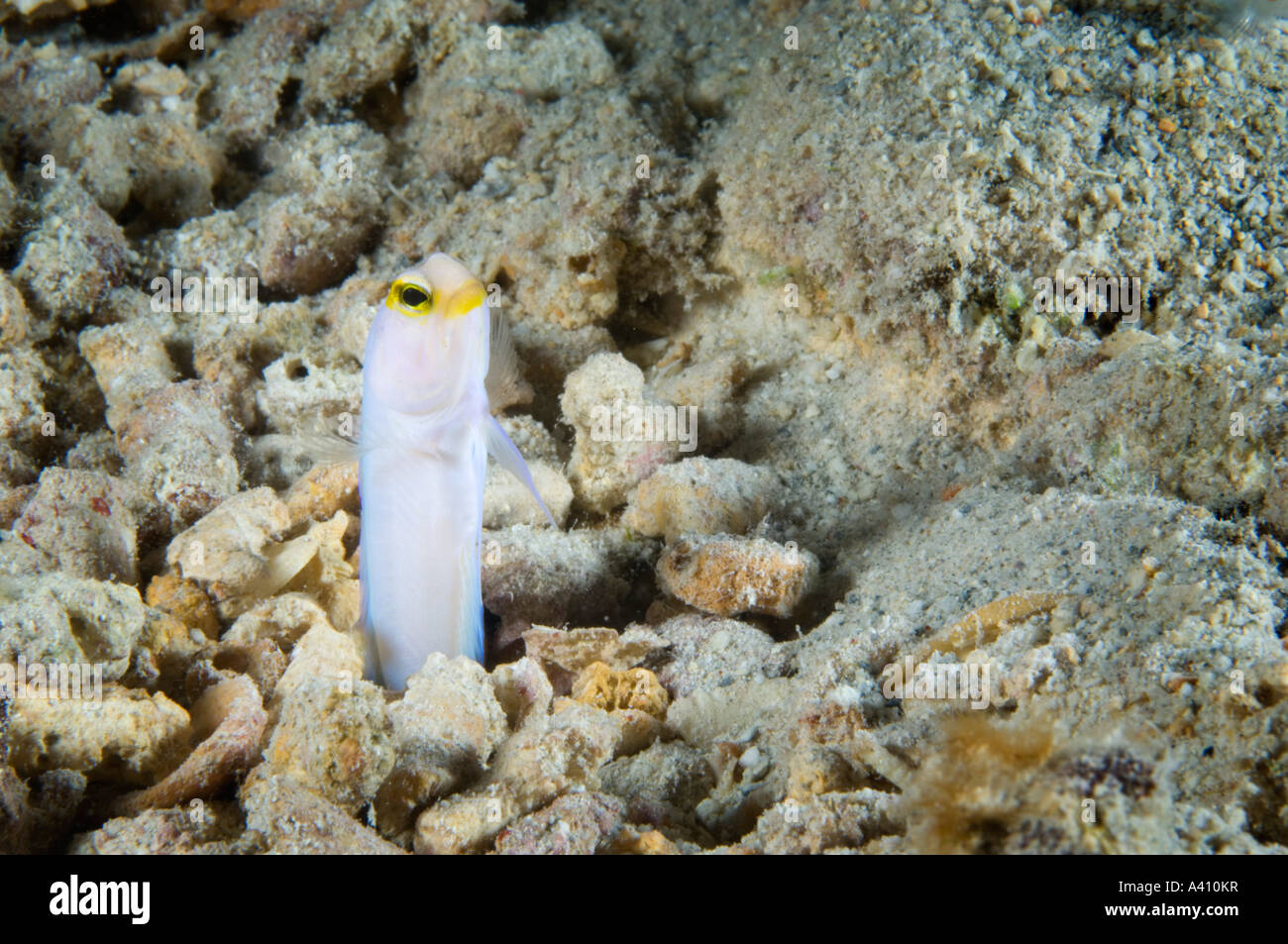 Yellowhead jawfish on coral reef at Bonaire Island in the Caribbean ...