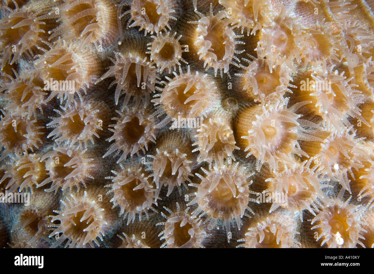 Open polyp on coral reef at Bonaire Island in the Caribbean Stock Photo ...