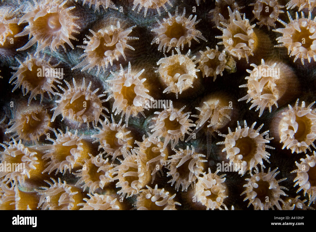 Cnidarian polyp hi-res stock photography and images - Alamy