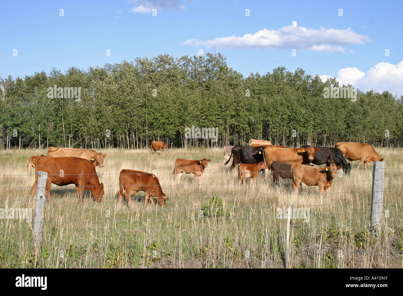 cows grazing in field Stock Photo - Alamy