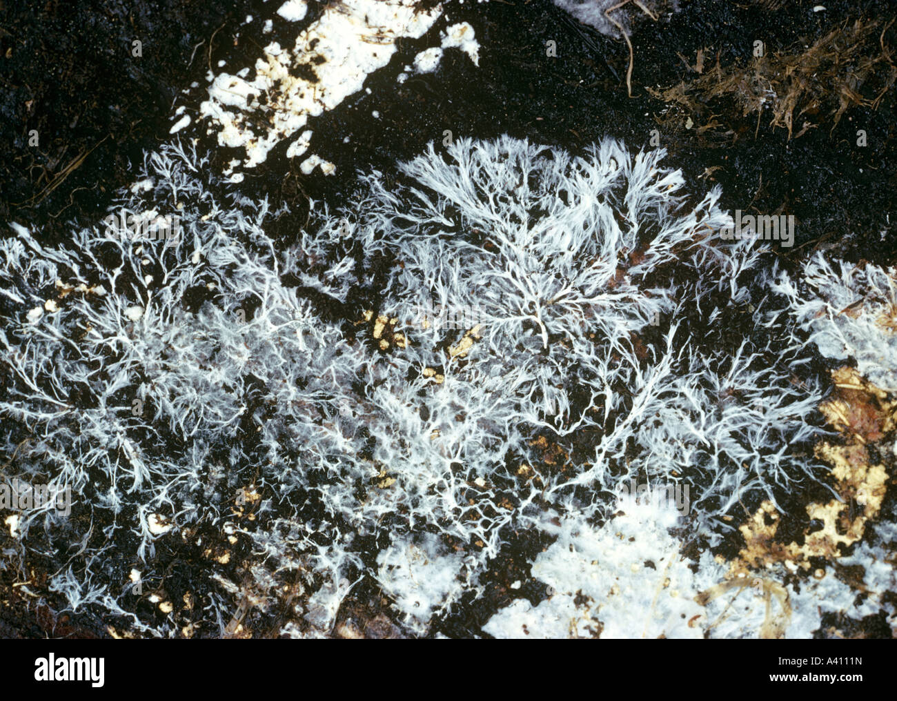 Mycelium hi-res stock photography and images - Alamy