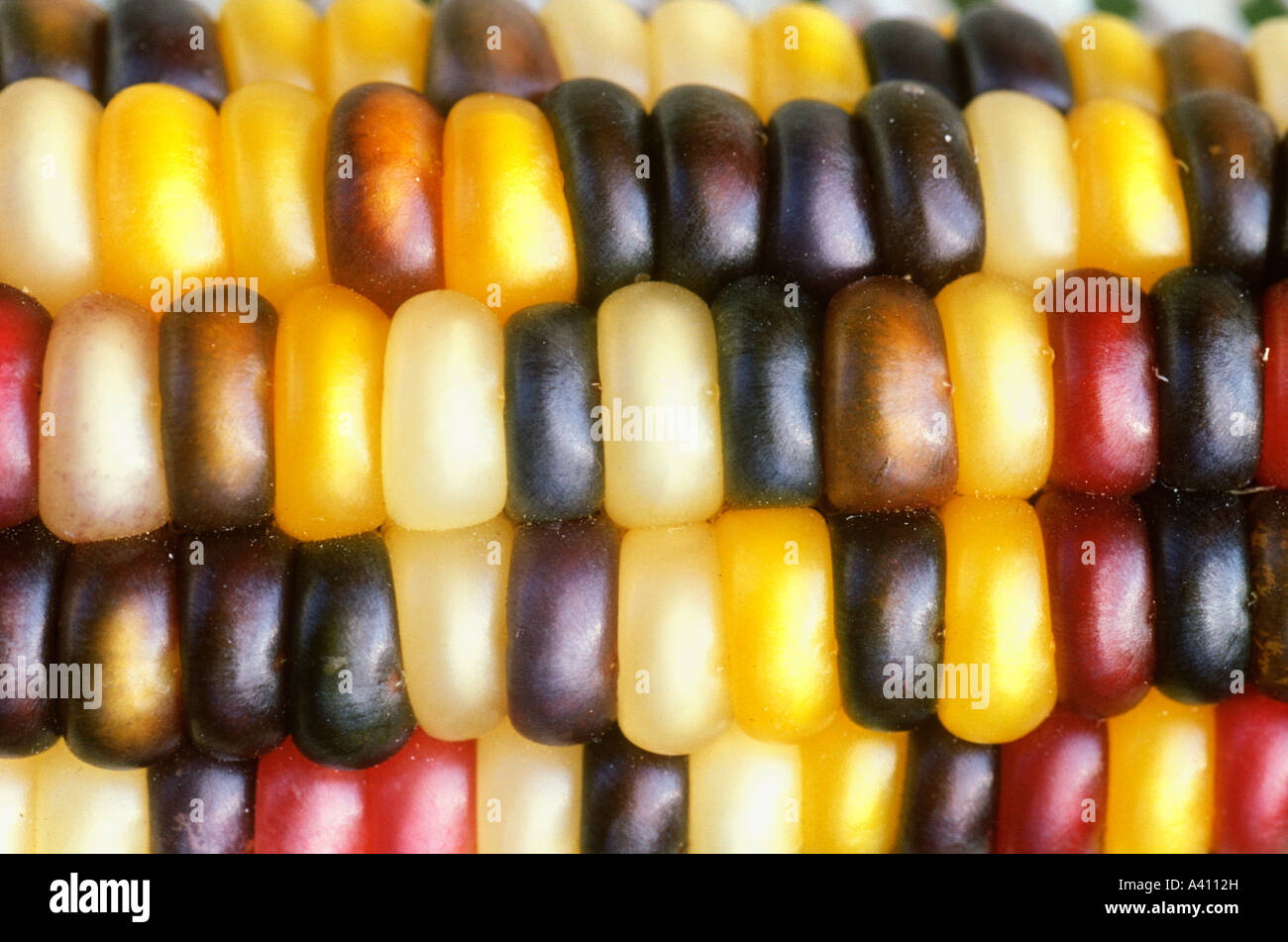 Grass polygons hi-res stock photography and images - Alamy