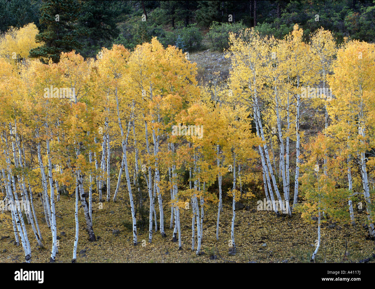 Stand aspens hi-res stock photography and images - Alamy