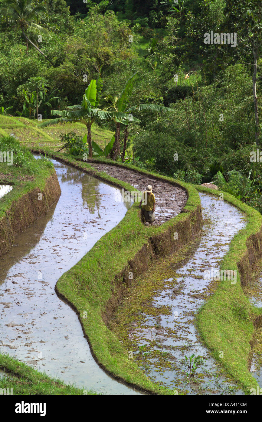 paddy fields Bali Indonesia Stock Photo - Alamy