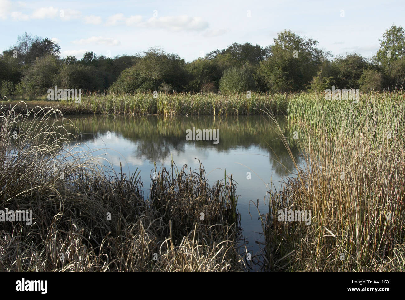 Pond on the Pingo trail at Stow Bedon Thompson Norfolk UK Stock Photo ...