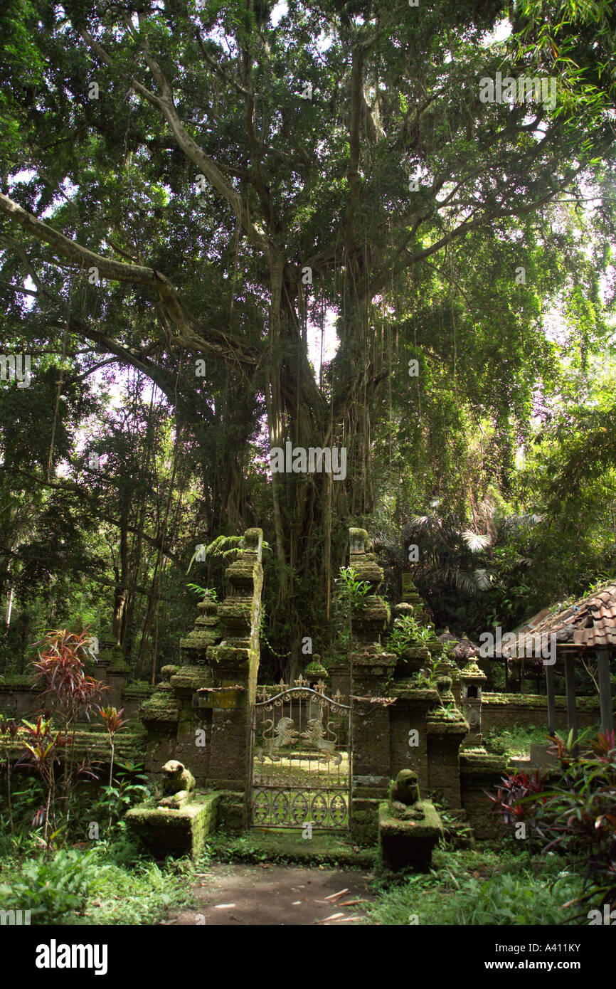 over grown Temple Bali Indonesia and banyan tree in the hills of Bali ...