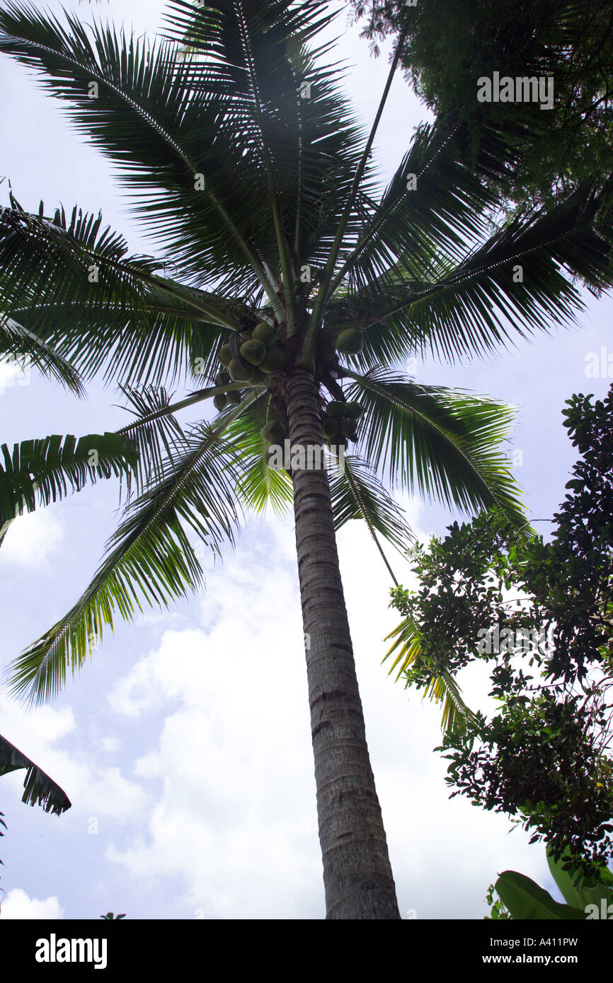 coconut tree Bali Indonesia Stock Photo - Alamy