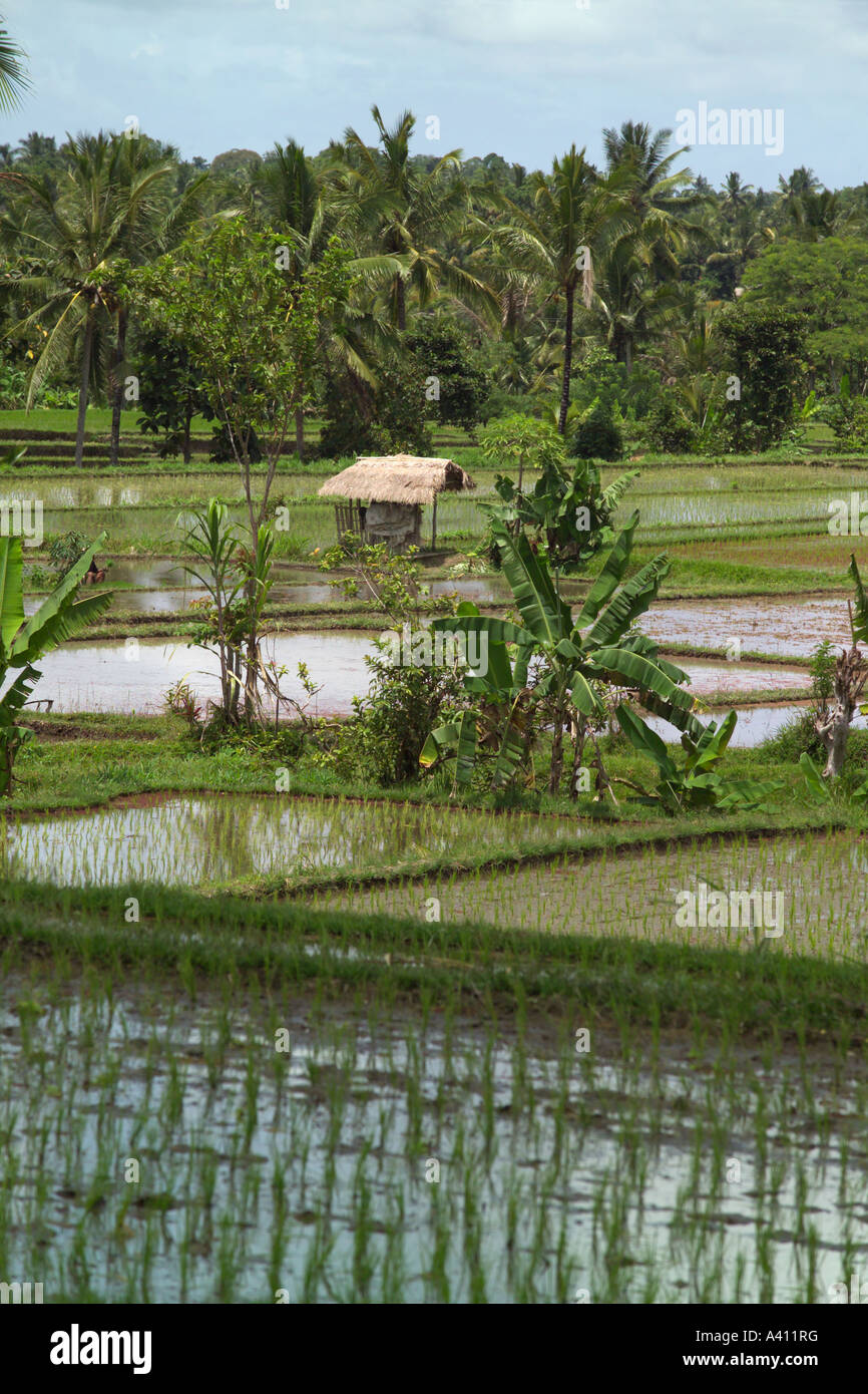paddy fields Bali Indonesia Stock Photo - Alamy