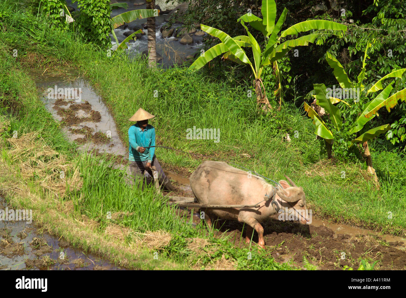 paddy fields Bali Indonesia man ploughing field with water buffalo ...