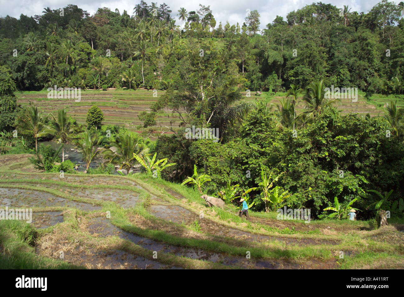 paddy fields Bali Indonesia man ploughing field with water buffalo ...