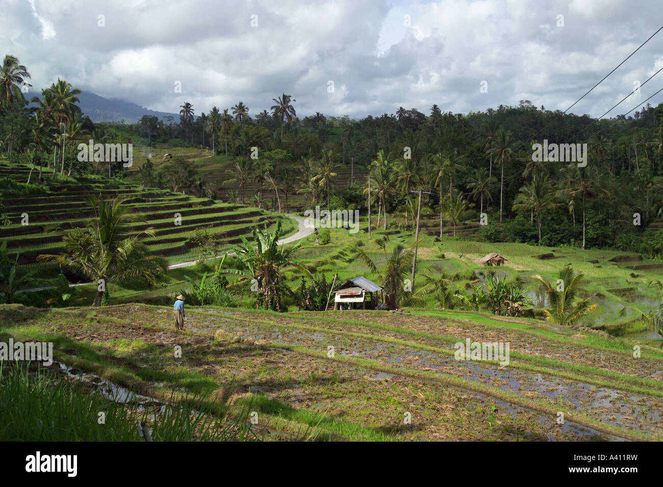 paddy fields Bali Indonesia Stock Photo - Alamy