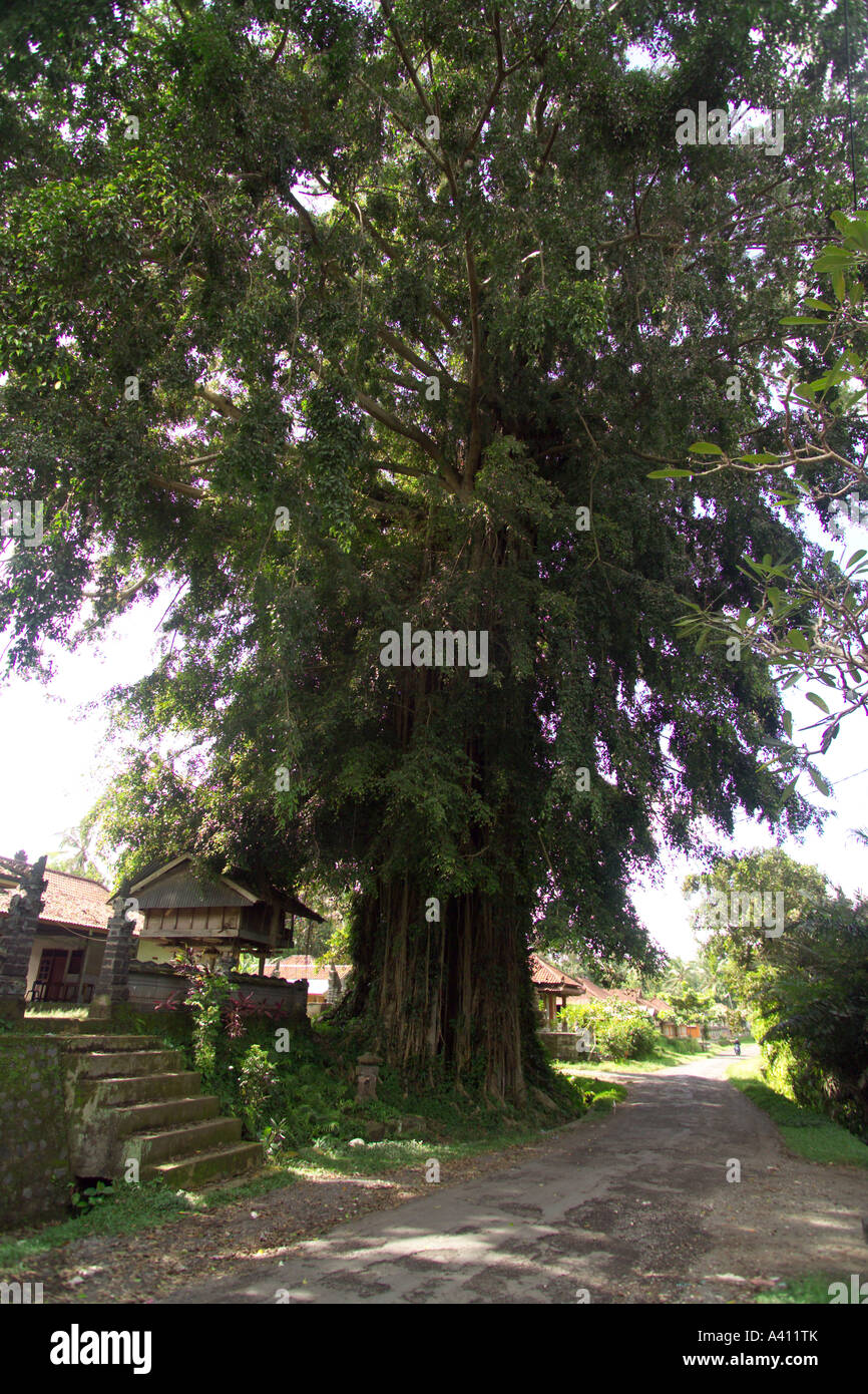 banyan tree by Temple Bali Indonesia Stock Photo - Alamy