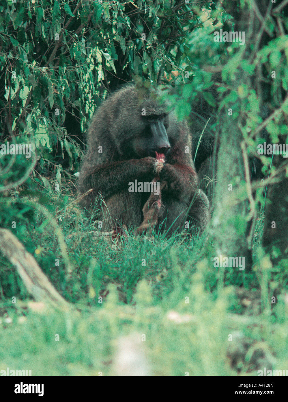 Olive Baboon feeding on baby inThompson s Gazelle Masai Mara National ...