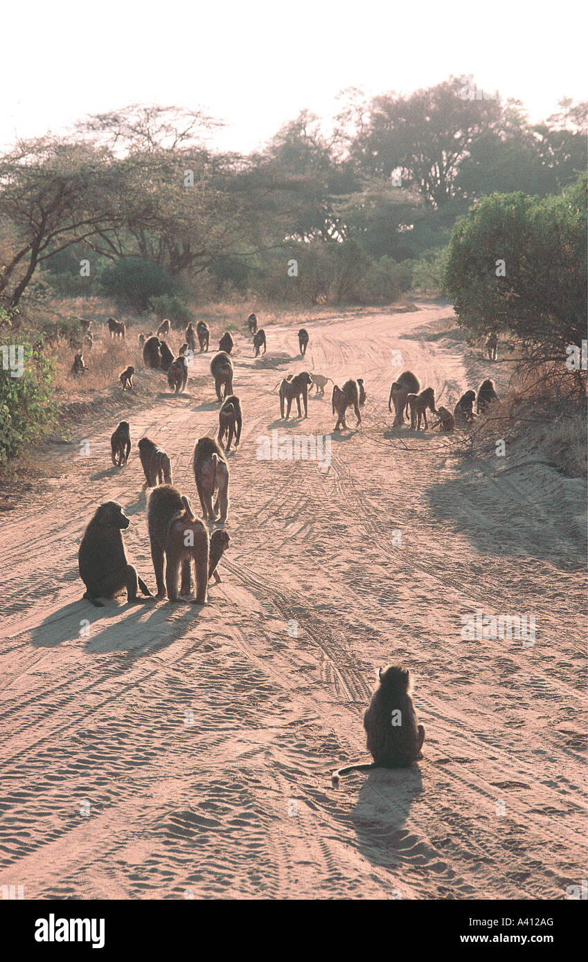 Troop of Olive Baboons walking on dirt track in Samburu National ...
