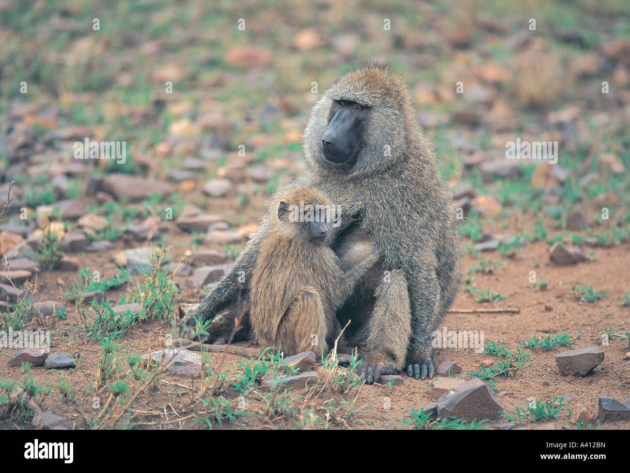 Olive baboon adult hi-res stock photography and images - Alamy